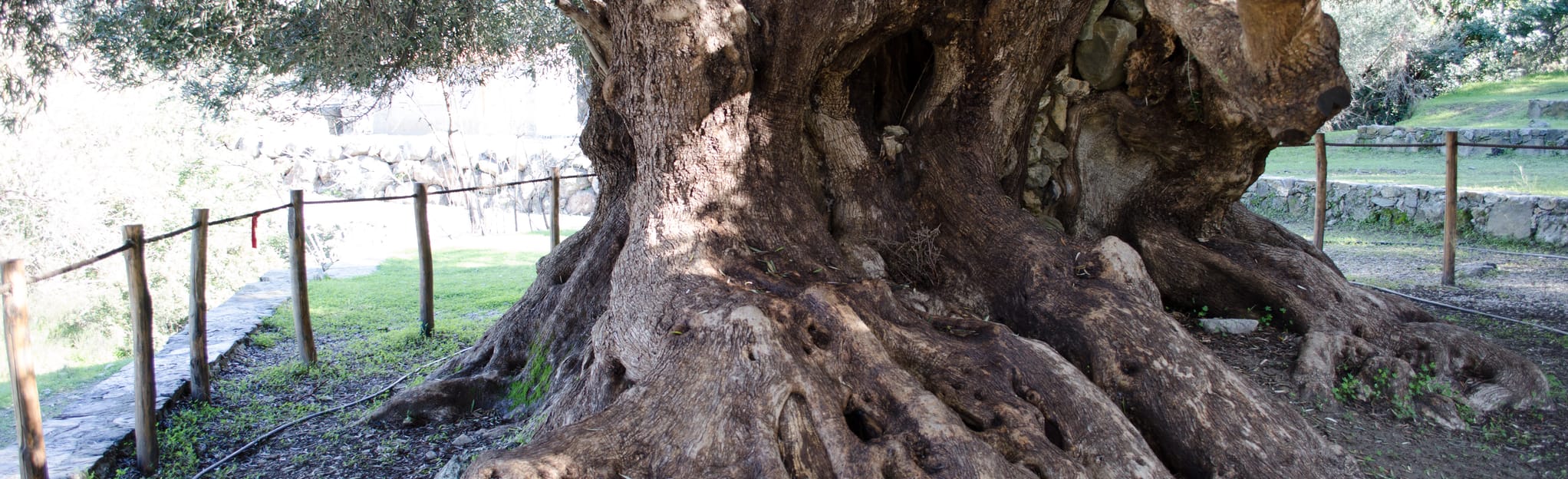 Kavousi - Olive Tree Monument - Azorias Archaeological Site, Crete ...