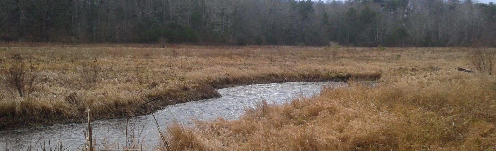 Cranberry Bogs via Eel River Preserve Trail, Massachusetts - 141 ...