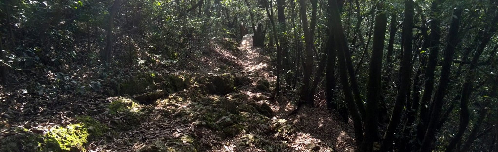 Minamikamagabora - Mount Kinka - Nawa Museum of Insects Loop | Map ...