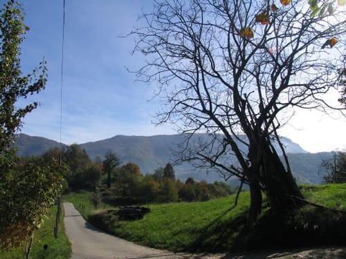 2023 Best Forest Trails in Barge | AllTrails