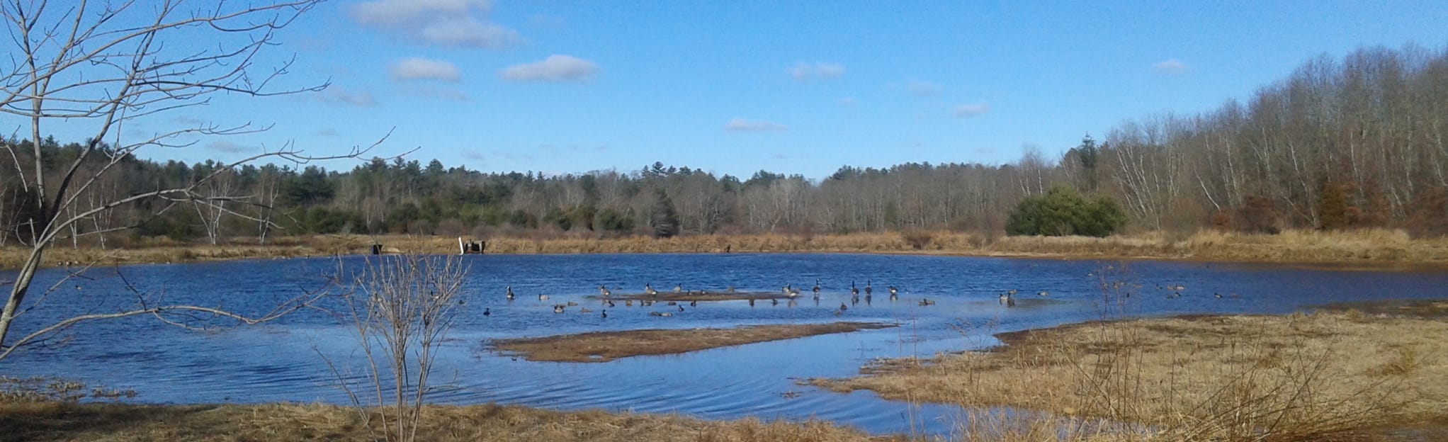 Tubbs Meadow Loop, Massachusetts - 335 Reviews, Map | AllTrails