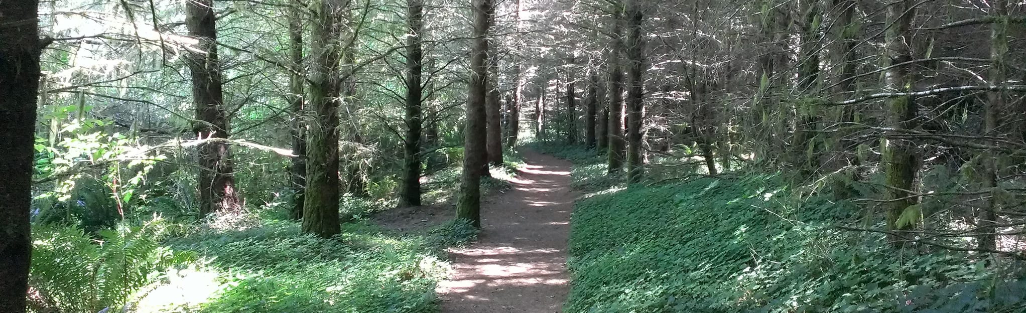 Alsea Falls and Green Peak Falls: 865 Reviews, Map - Oregon | AllTrails