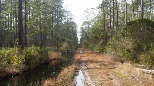 Best Hikes and Trails in Cary State Forest | AllTrails