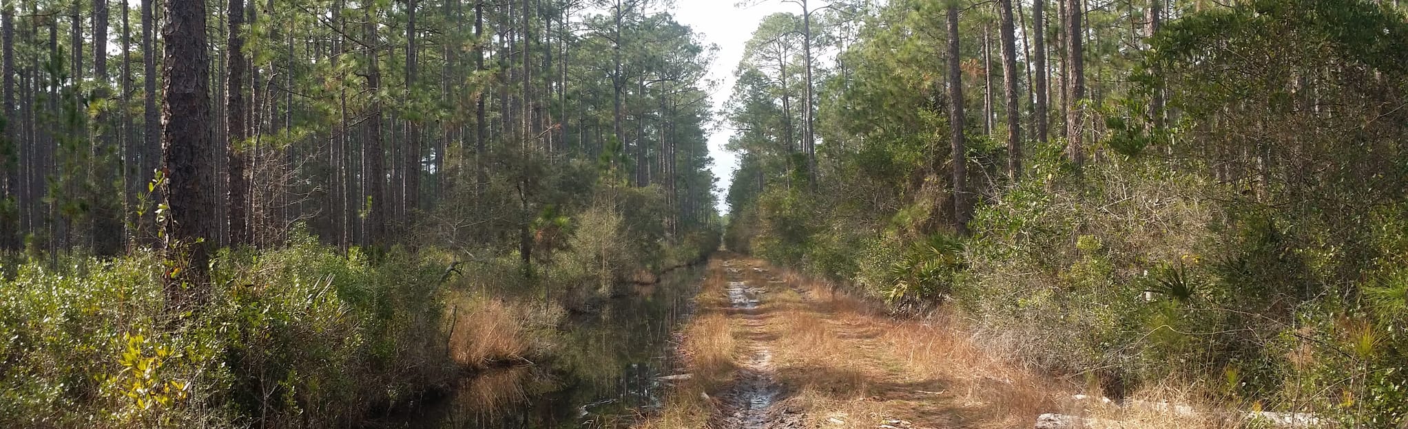 Cary State Forest Preserve Trail: 89 Fotos - Florida | AllTrails