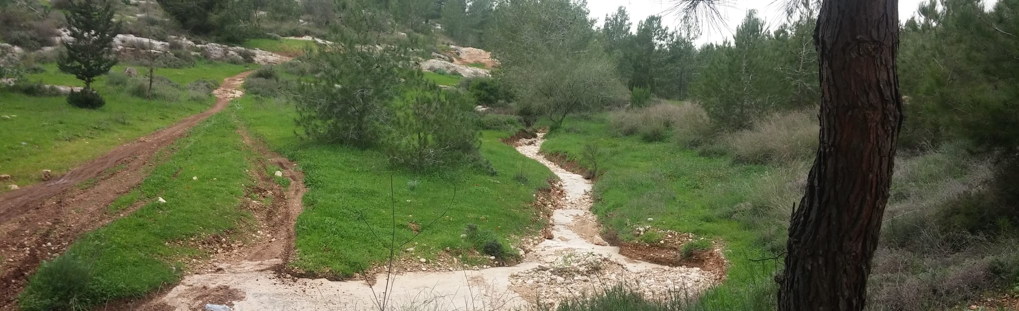 Tel Hadid and Ben Shemen Forest, Central District HaMerkaz, Israel - 5 ...