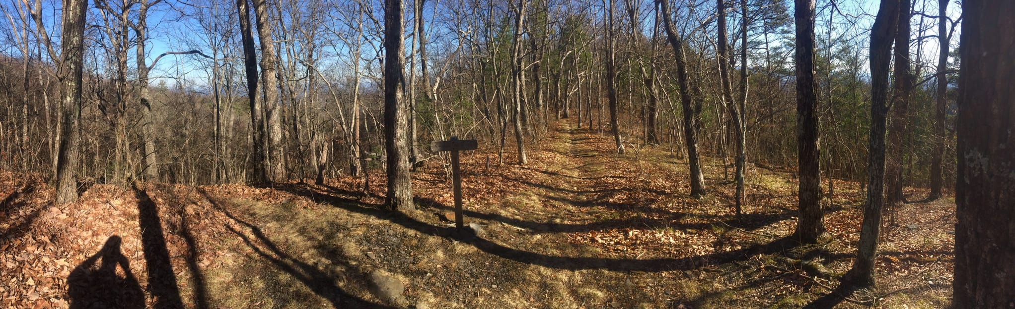 Fork Ridge Trail: 11 Reviews, Map - Tennessee | AllTrails
