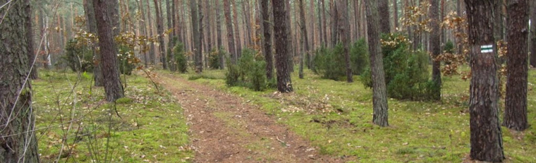 Northern Edge Trail, Masovian Voivodeship, Poland - Map, Guide | AllTrails