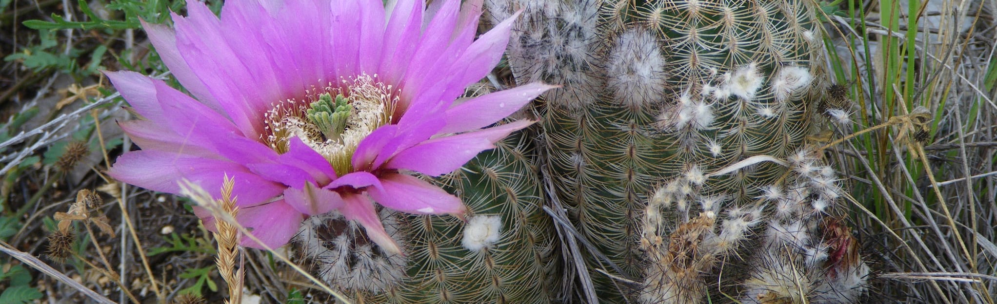 Windmill Loop, Texas - 28 Reviews, Map | AllTrails