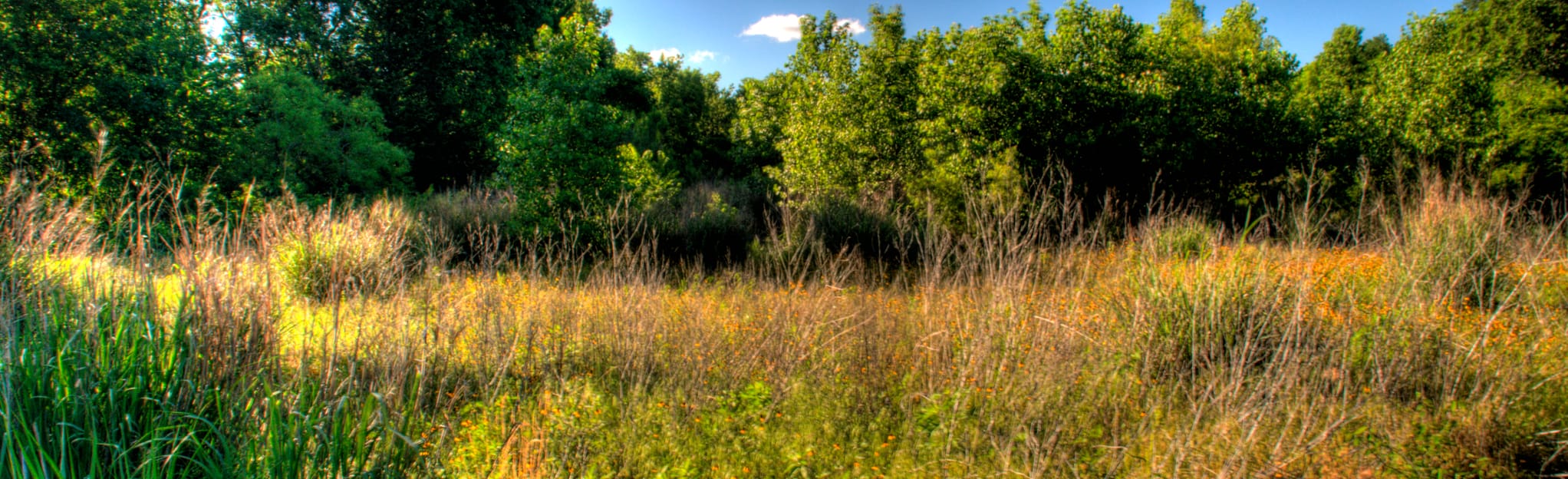 LLELA Pioneer House Walking Tour: 15 Reviews, Map - Texas | AllTrails