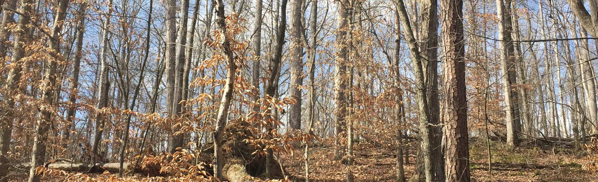 Hawk Loop Trail, North Carolina - 307 Reviews, Map | AllTrails