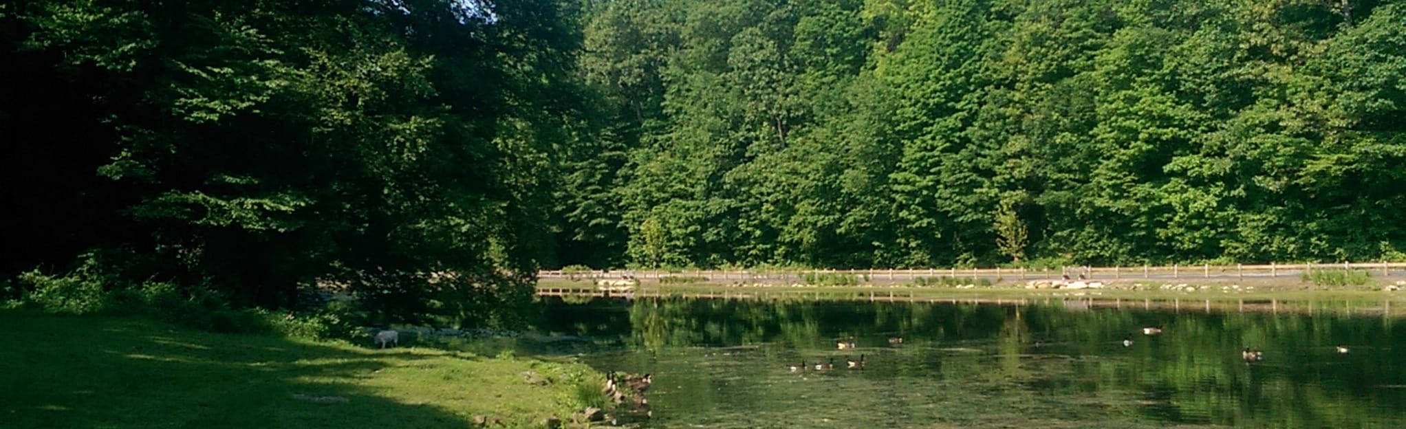 Gedney Park Red Trail Loop, New York - 44 Reviews, Map | AllTrails