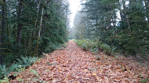 Best Hikes and Trails in Cowichan River Provincial Park | AllTrails