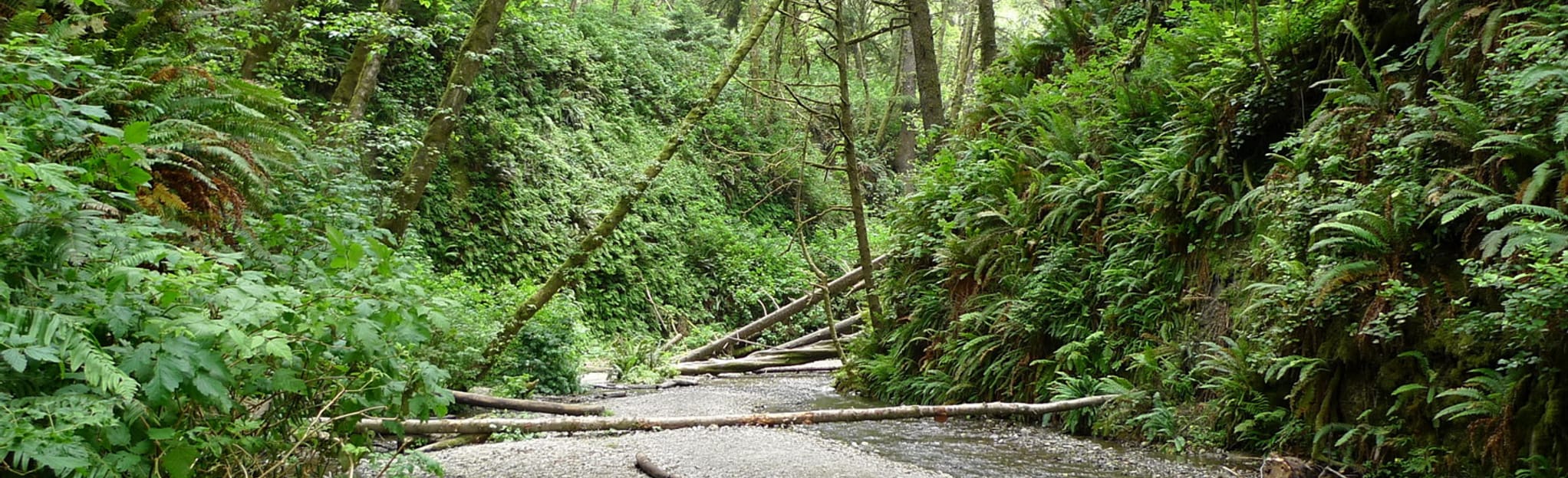 Fern Canyon Loop, California - 3,152 Reviews, Map | AllTrails