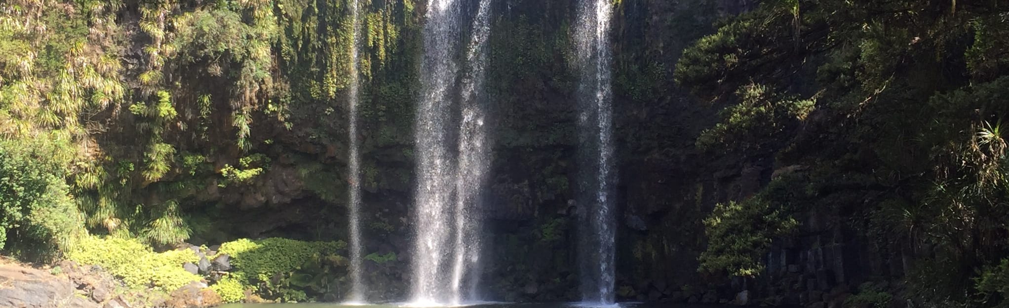 Whangarei Falls Track: 170 Reviews, Map - Northland, New Zealand ...