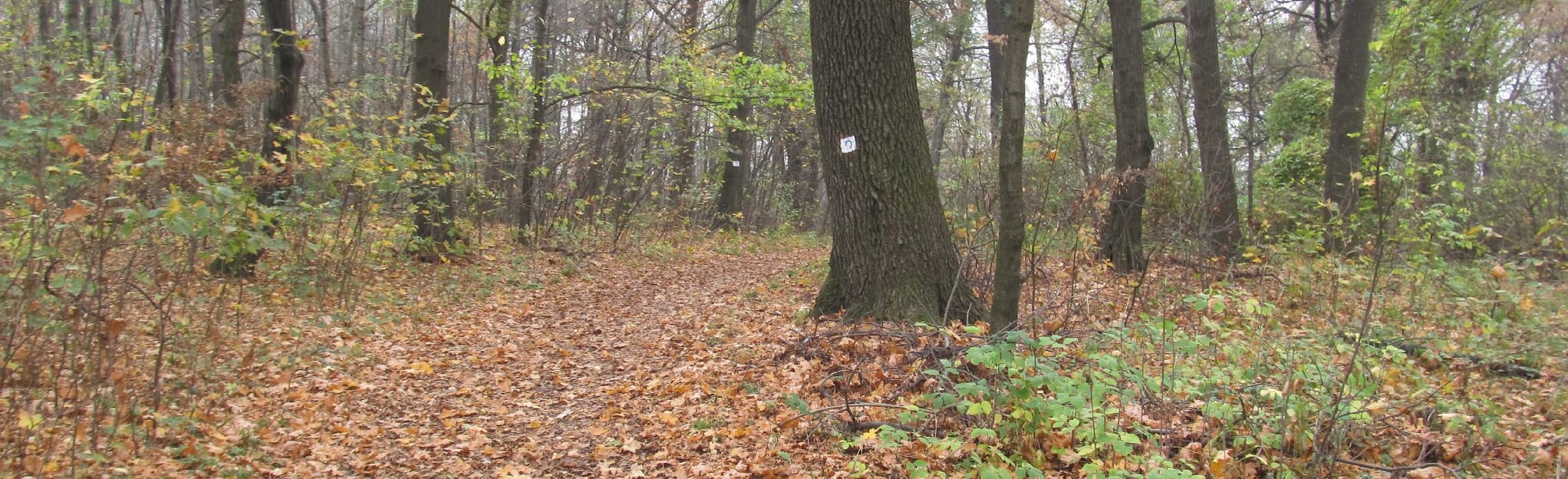 Normafa - Makkosmária - Széchenyi-hegy: 106 Fotos - Budapest, Ungarn ...