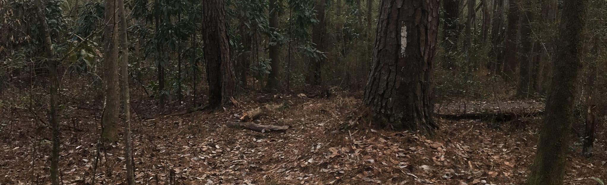 Troy Arboretum Magnolia Loop Trail, Alabama - 15 Reviews, Map | AllTrails