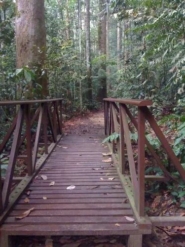 Best Hikes and Trails in FRIM Selangor Forest Park | AllTrails