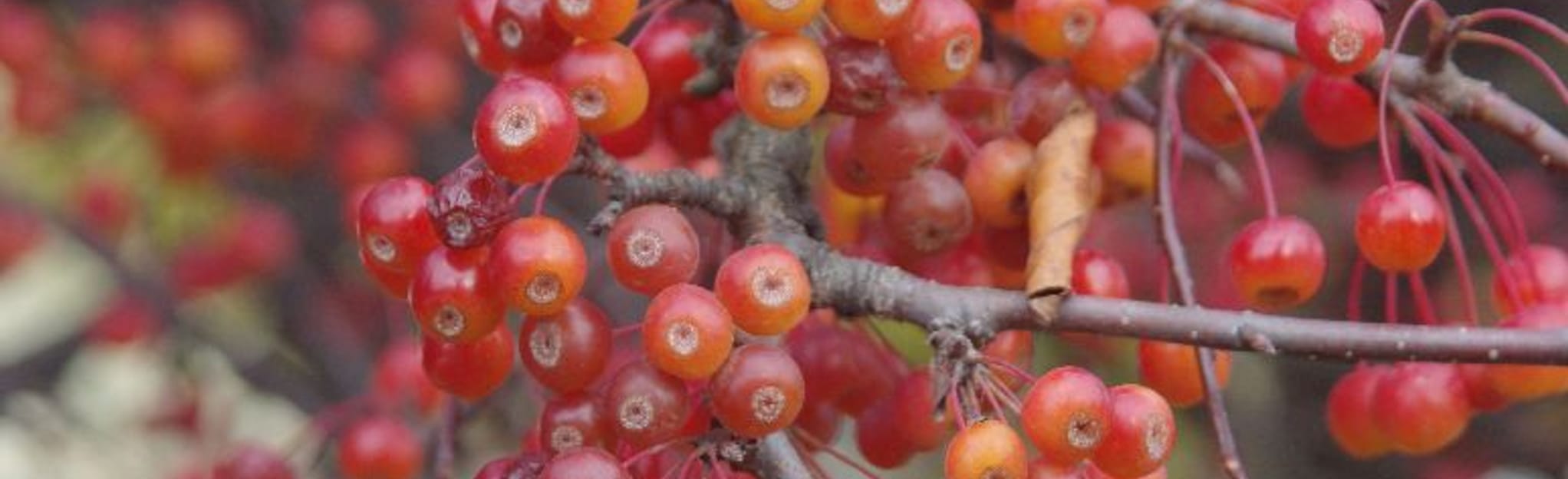 Simontornya Loop, Tolna, Hungary - Map, Guide | AllTrails