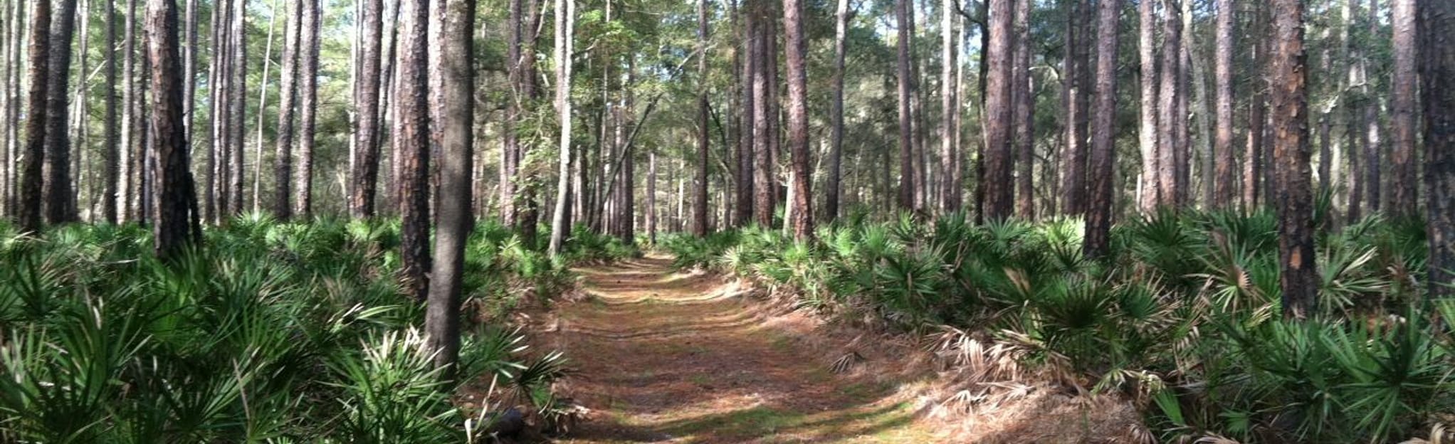 Mossy Ravine and Woodpecker Loop, Florida - 34 Reviews, Map | AllTrails