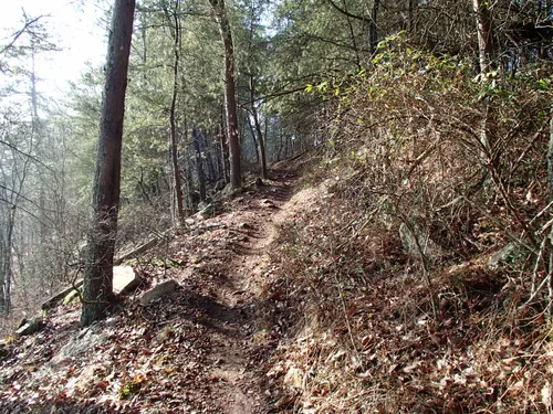 10 Best Hikes and Trails in Cohutta Wildlife Management Area | AllTrails