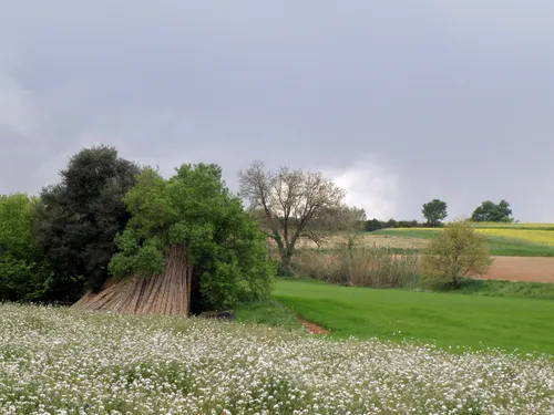 Best Forest Trails in Espai Rural de Gallecs | AllTrails