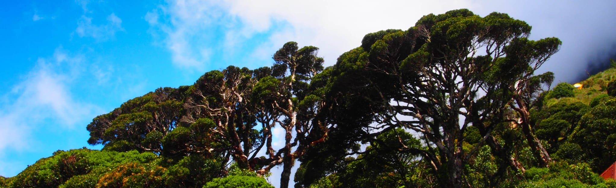 Ambangeg Trail to Pulag: 3 Reviews, Map - Benguet, Philippines | AllTrails