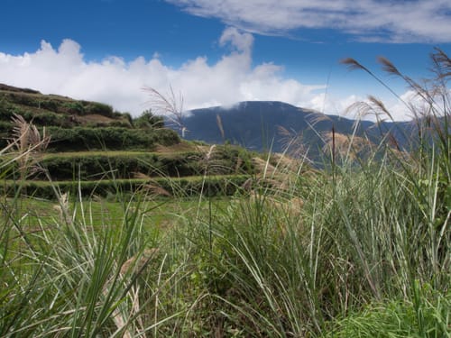 2023 Best Wild Flowers Trails in Mt. Pulag National Park | AllTrails