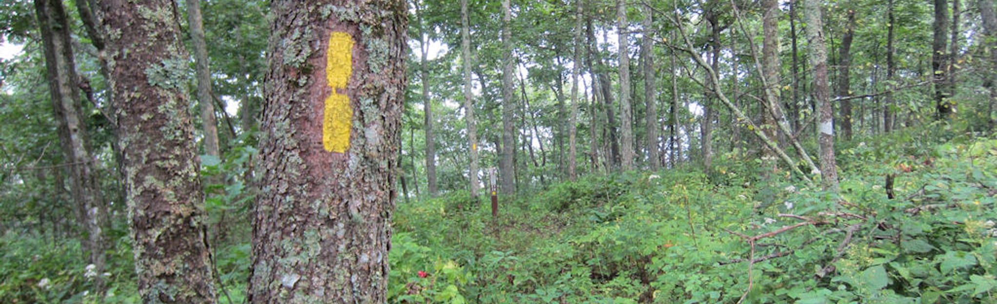 Holston Mountain - Holston High Point Loop | Map, Guide - Tennessee ...