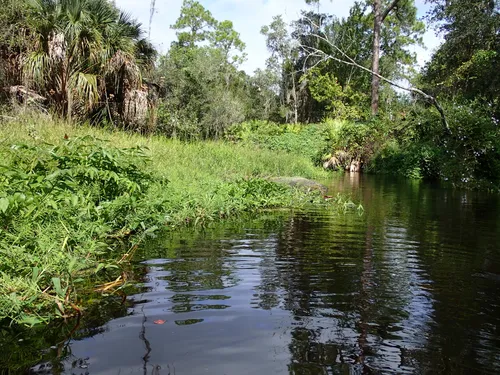 2023 Best Forest Trails in Frostproof | AllTrails