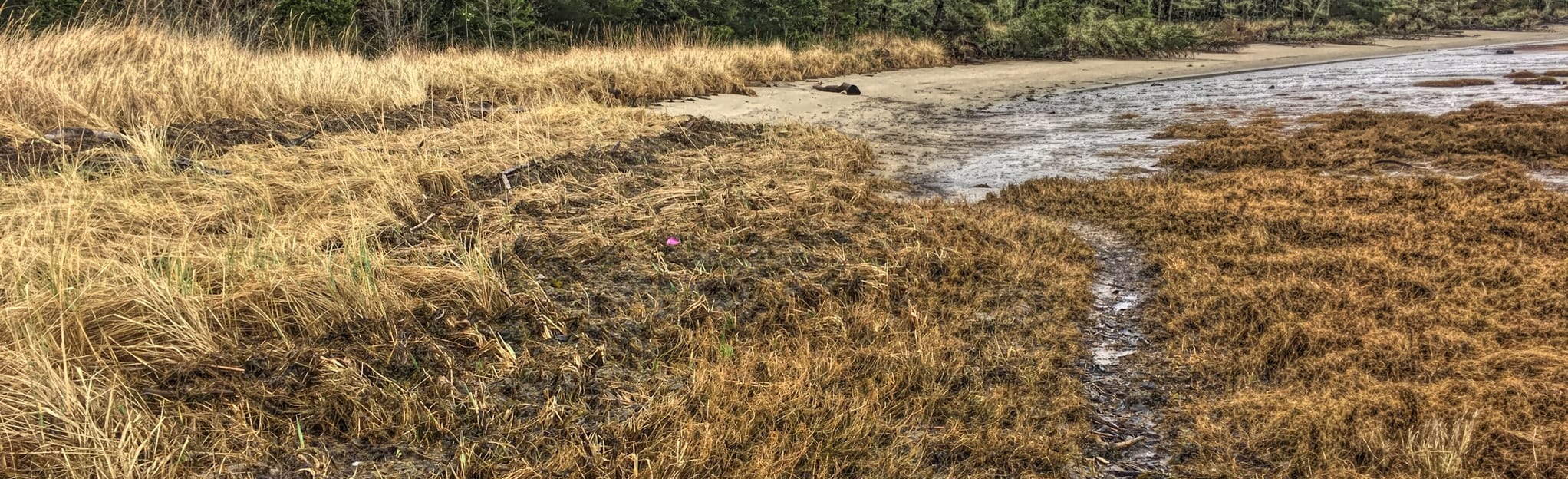 Waether Beach, Bearberry and Bay Loop, Washington - 91 Reviews, Map ...