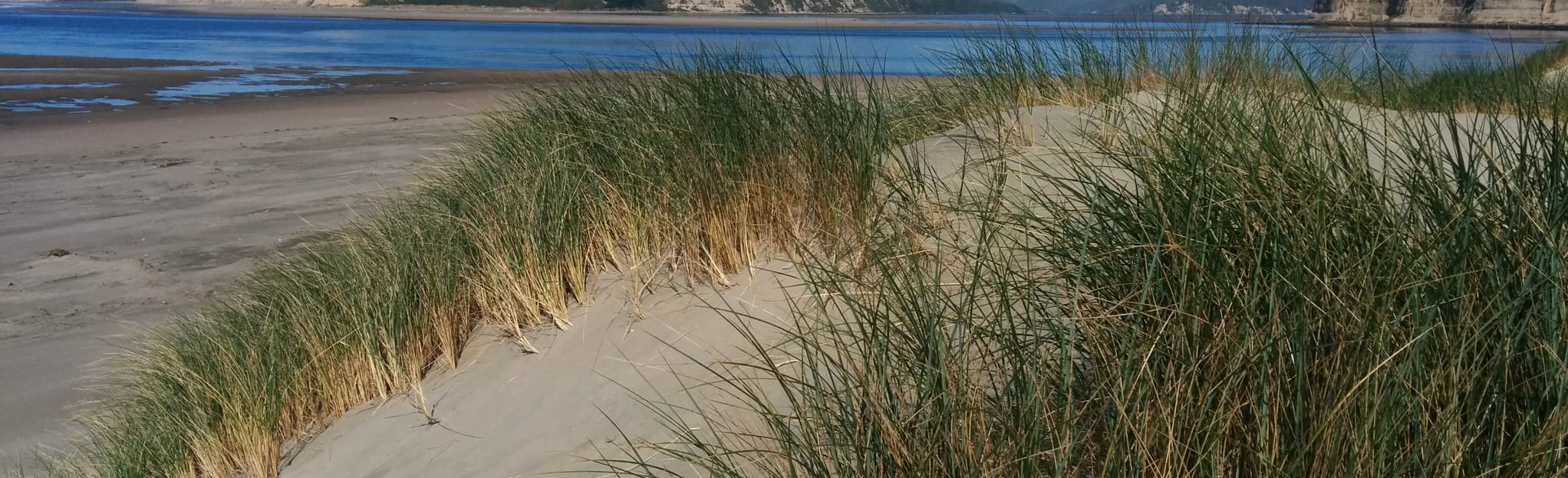 Limantour Beach Trail: 283 Reviews, Map - California | AllTrails