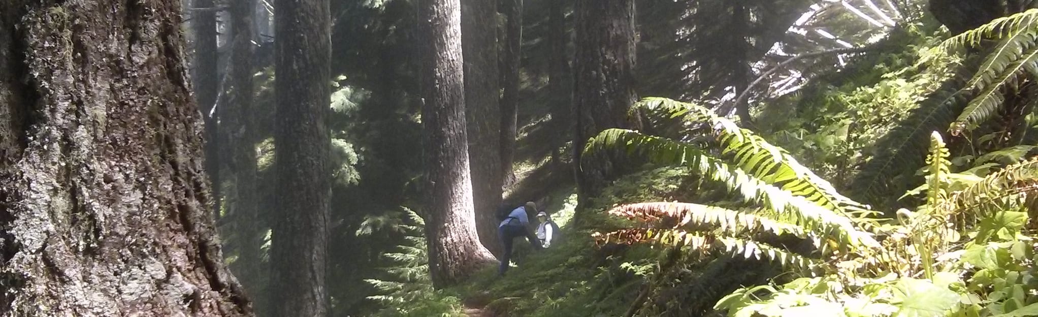 West Side Tire Mountain Trail: 9 Reviews, Map - Oregon | AllTrails