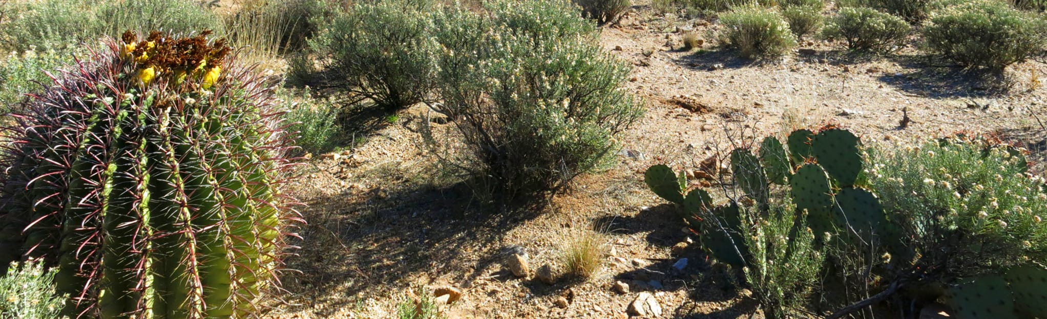 Gasline Trail to Highpoint Single Track Trail Loop | Map, Guide ...