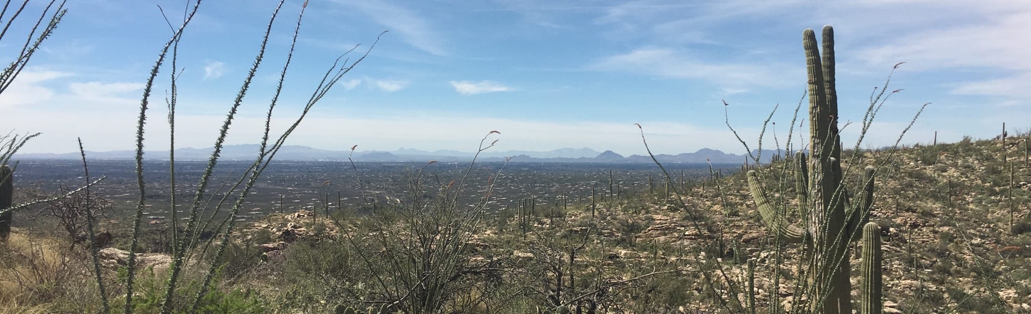 Agua Caliente Loop: 985 foto's - Arizona | AllTrails
