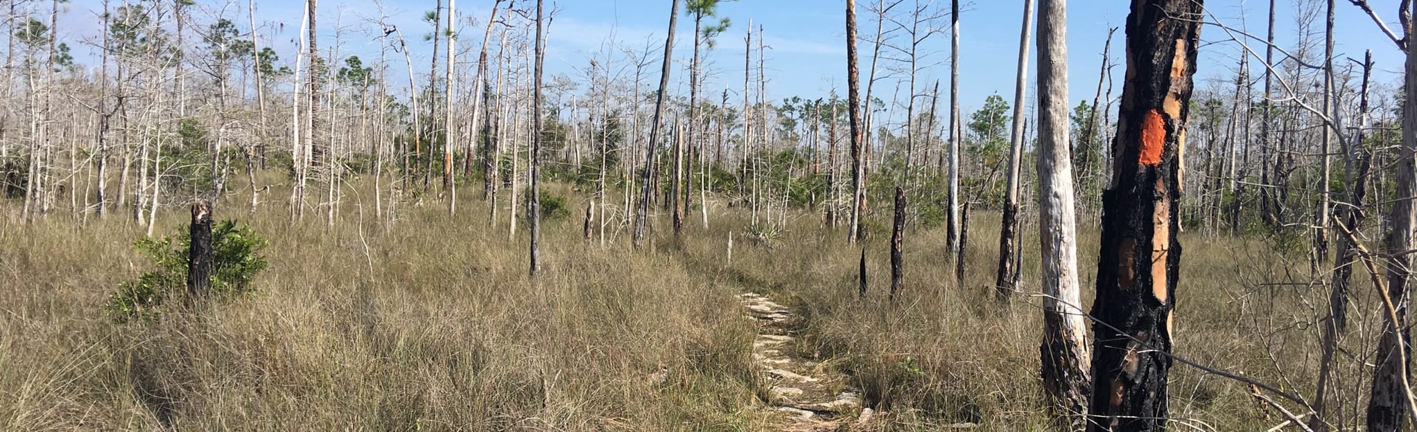 Florida Trail: Oasis Vistor Center to Big Cypress North: 89 Reviews ...