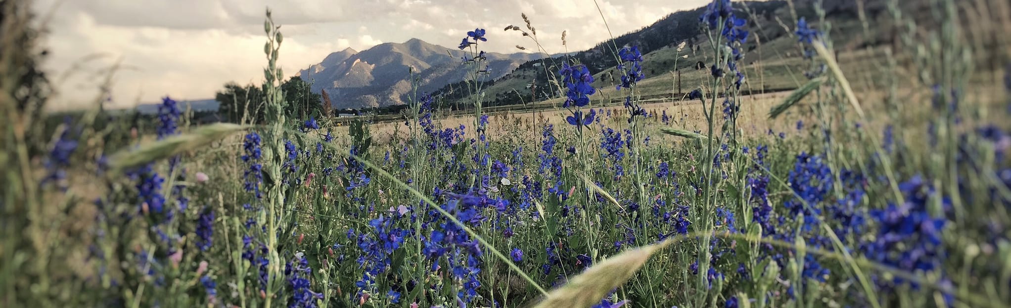 Foothills South Trail to Old Kiln Spur Trail, Colorado - 205 Reviews ...