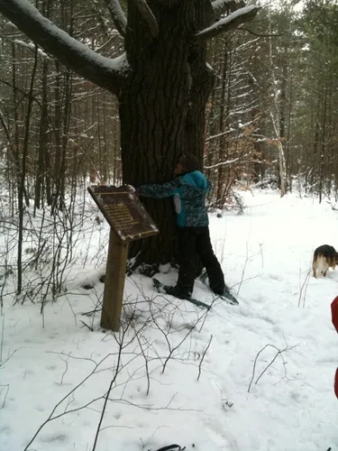 Best Hikes and Trails in Beachburg County Forest | AllTrails