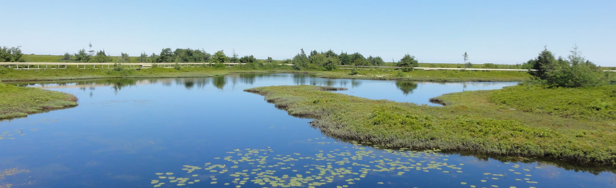 Peat Bog Trail, New Brunswick, Canada - 16 Reviews, Map | AllTrails