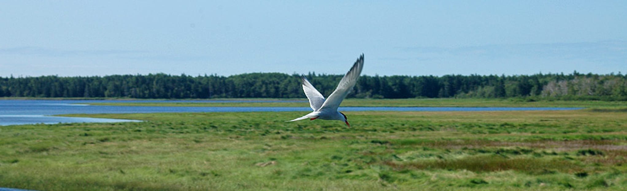Kelly’s Beach Trail: 67 Reviews, Map - New Brunswick, Canada | AllTrails