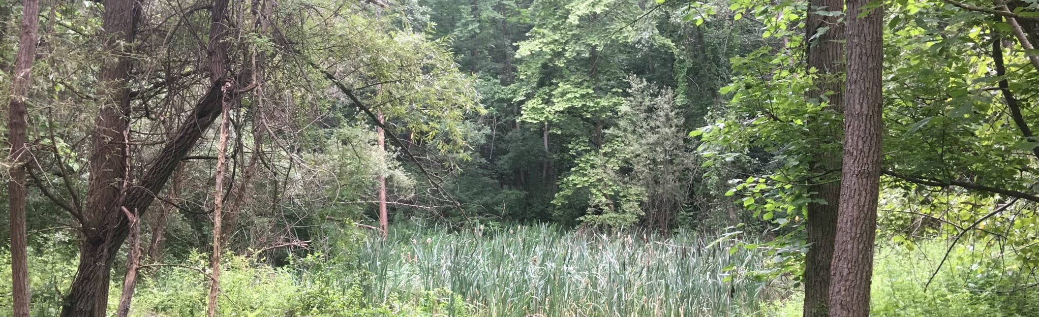 Tryon Nature Trail: 202 Reviews, Map - New York | AllTrails