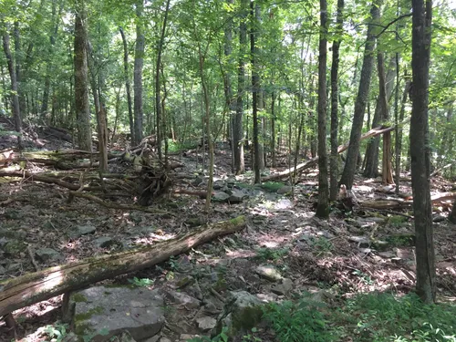 10 Best Hikes and Trails in Blevin's Gap Nature Preserve | AllTrails