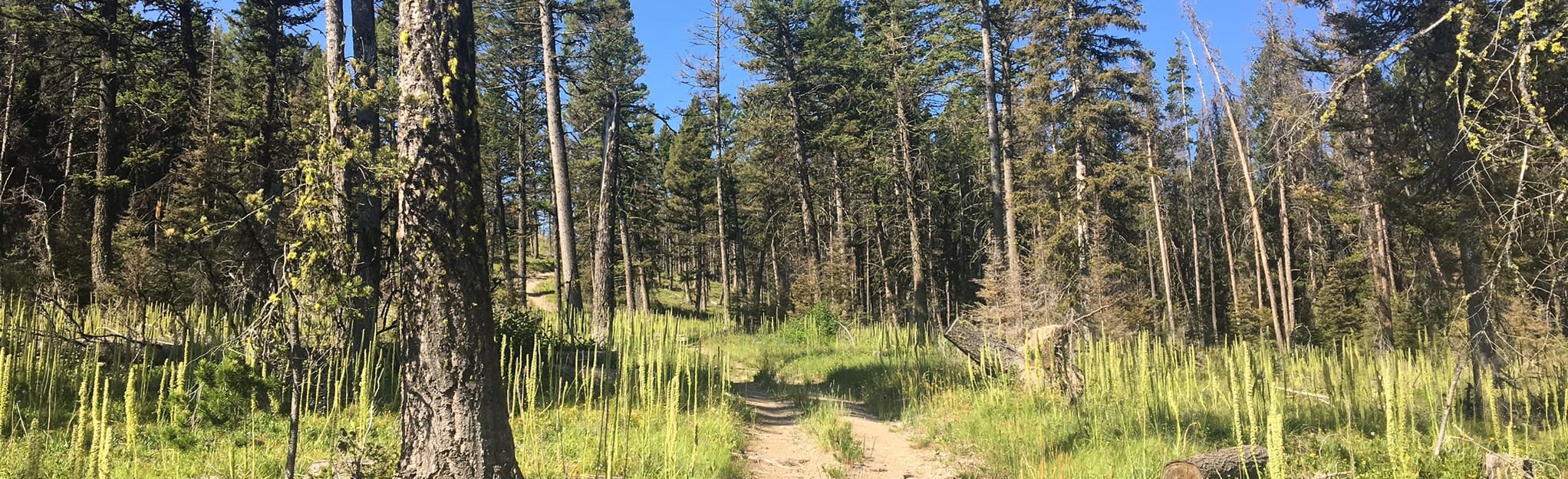 Stemple Pass, Montana - 6 Reviews, Map | AllTrails