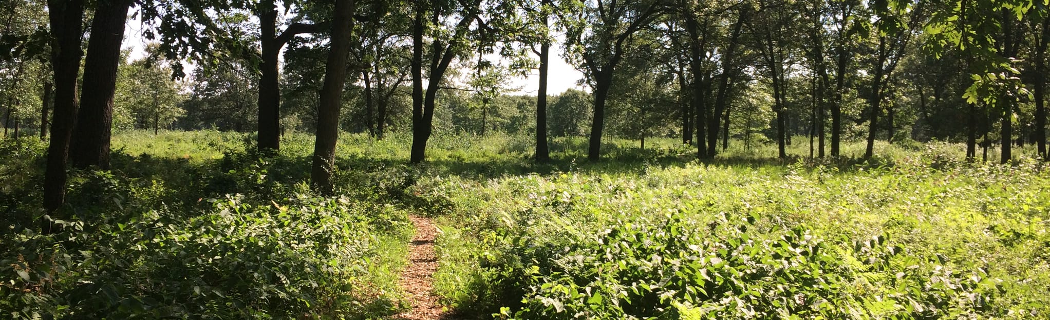 Hoosier Prairie Nature Preserve , Indiana - 82 Reviews, Map | AllTrails