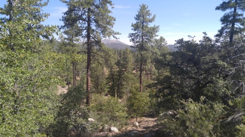 2023 Best 10 River Trails in Prescott National Forest | AllTrails