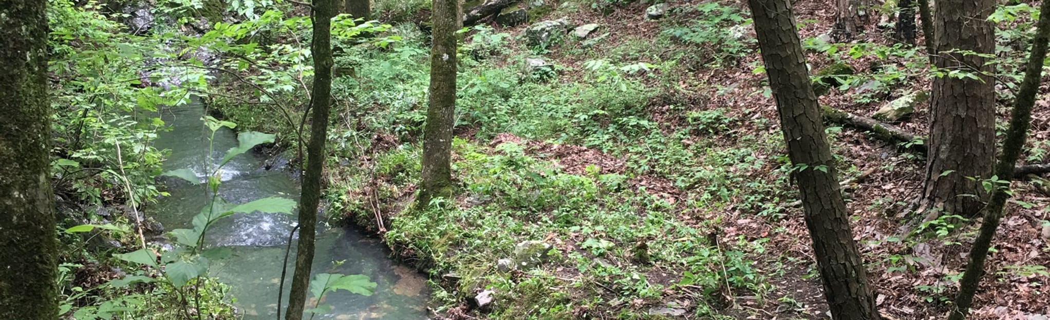 Little Blakely North Loop, Arkansas - 103 Reviews, Map | AllTrails