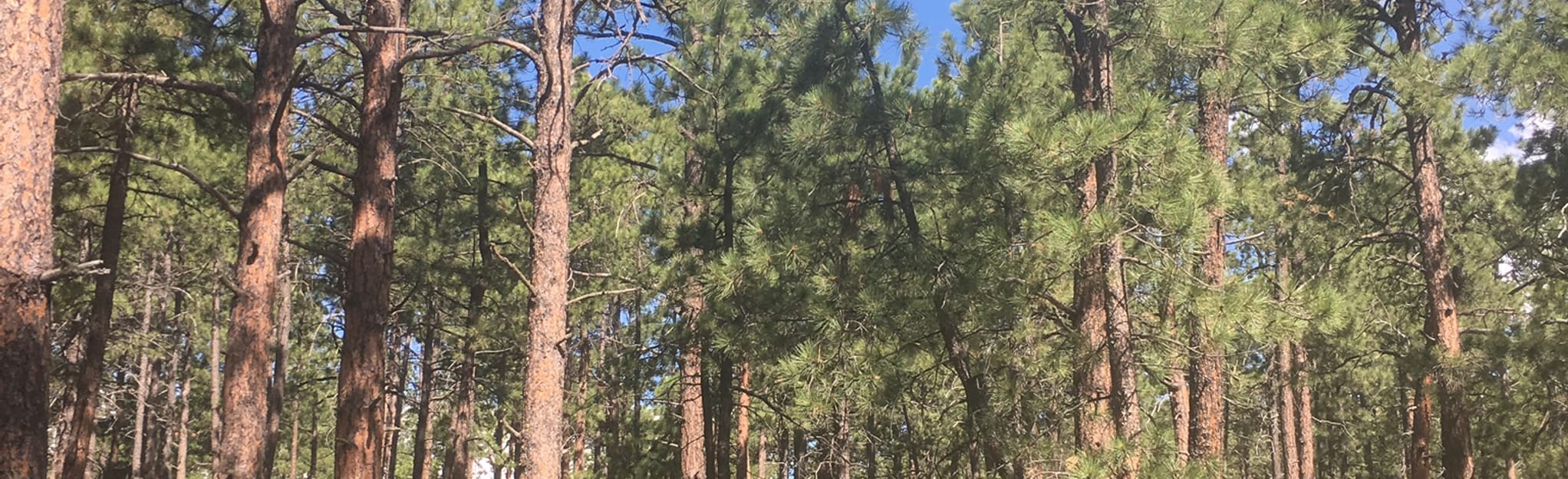 AllTrails | Fox Run Loop Trail: 2131 Reviews, Map - Colorado