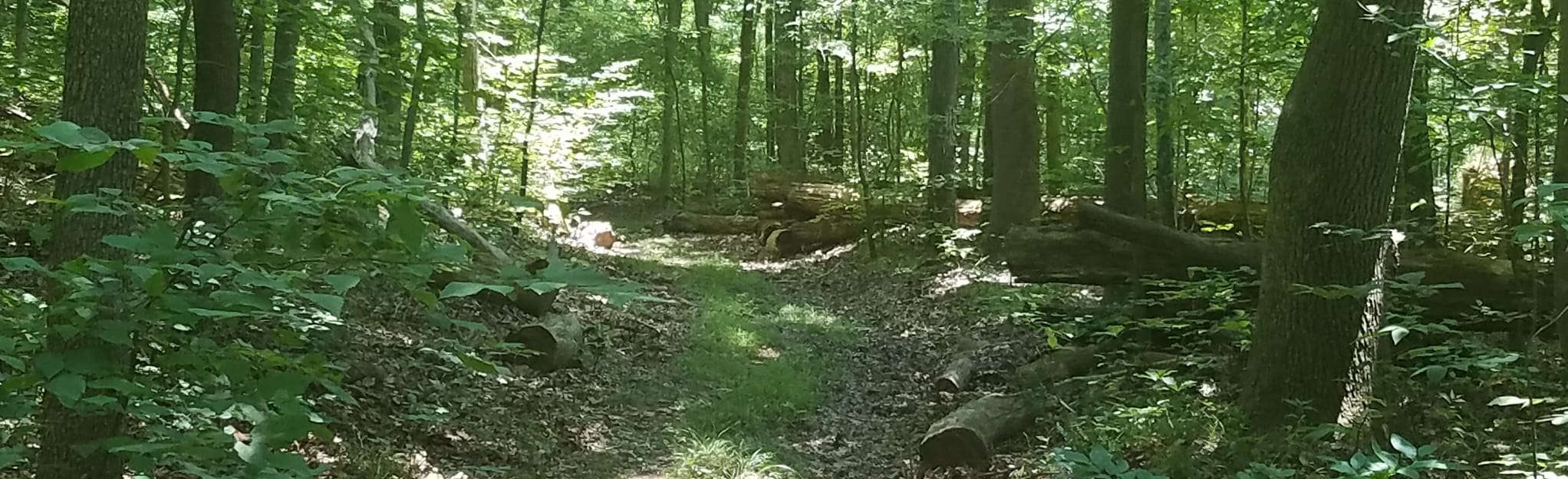 Pilot Knob Ridge and Hallmark Hollow Loop Trail: 58 Reviews, Map ...