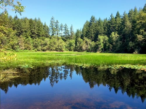 Best 10 Hikes and Trails in Tiger Mountain State Forest | AllTrails
