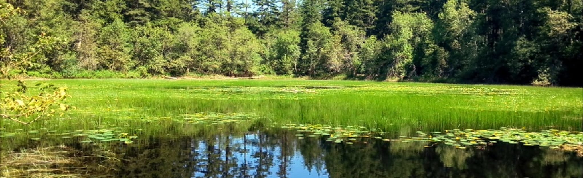 Swamp, Ruths Kees Big Tree and Bus Trail Loop: 555 Reviews, Map ...