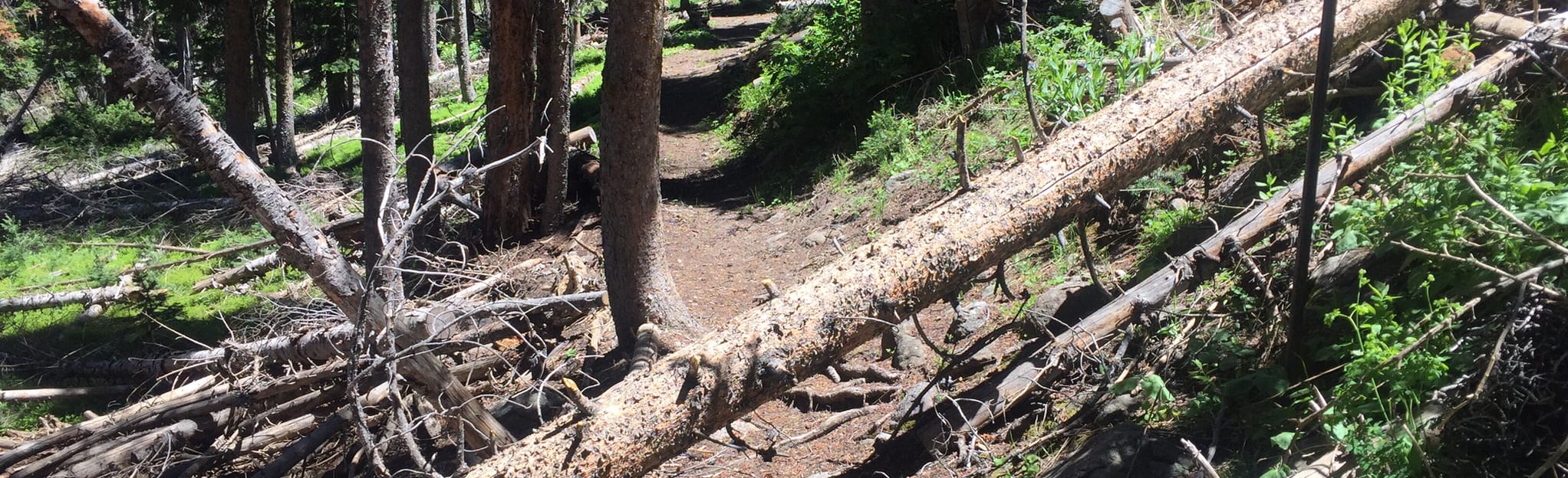 Mill Hollow Trail: 10 Reviews, Map - Utah | AllTrails